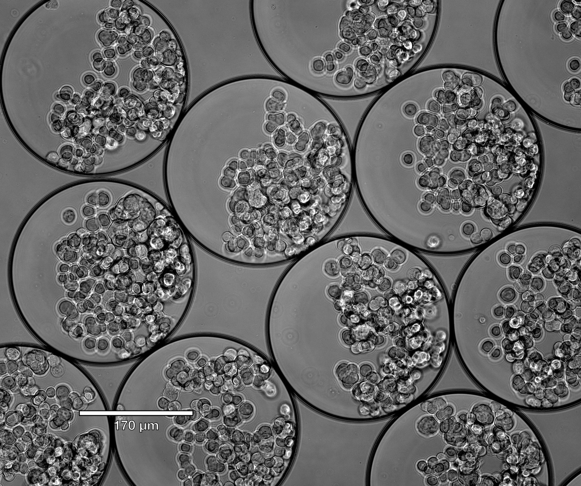 ModaFlow™ - Most advanced Modular Microfluidic System by LiveDrop